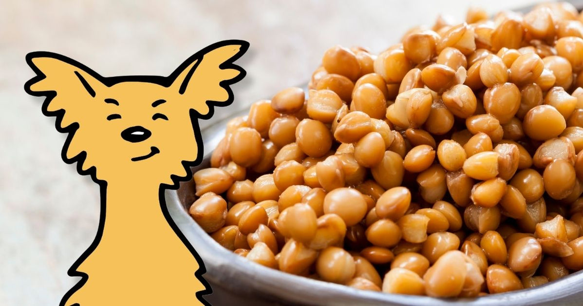Can Dogs Eat Lentils? A Simple Guide for Dog Owners — Vital Pet Life