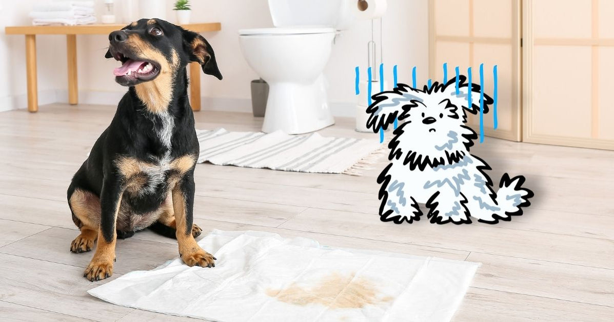 Understanding Canine UTIs: Causes, Prevention, and What to Do — Vital ...