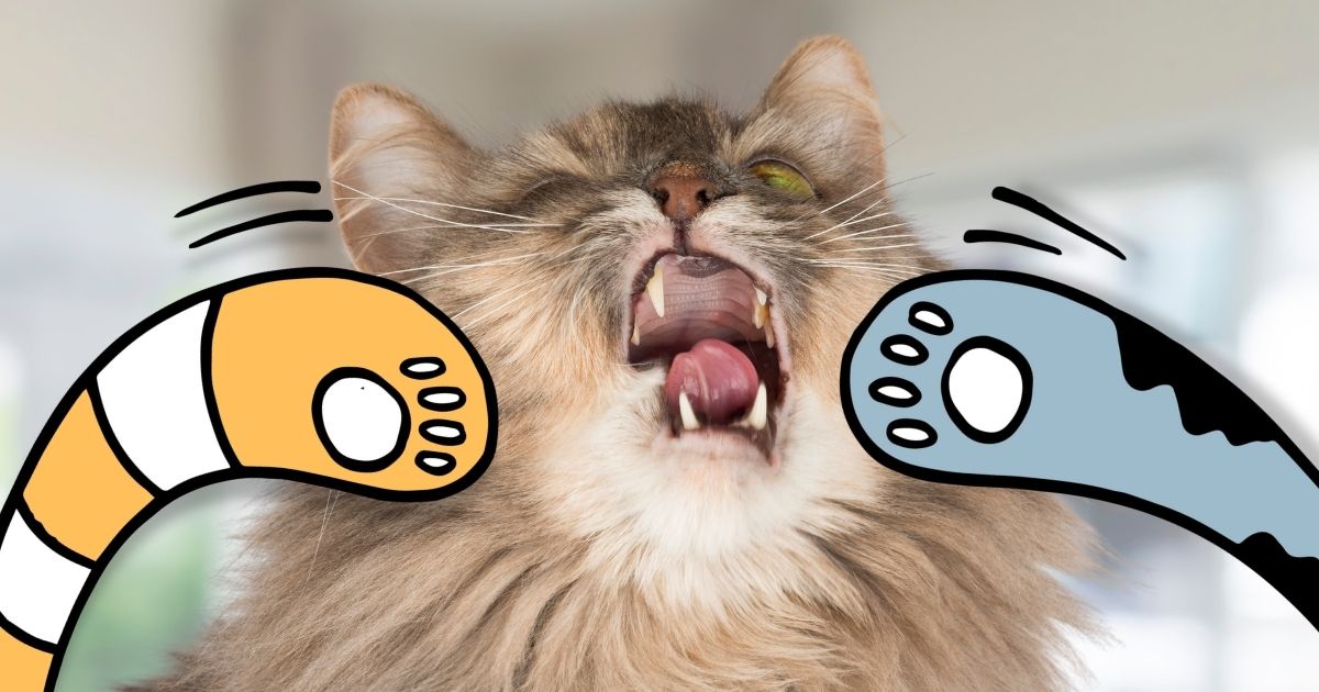 Cat Colds: Harmless Hiccups or Deadly Warnings? — Vital Pet Life