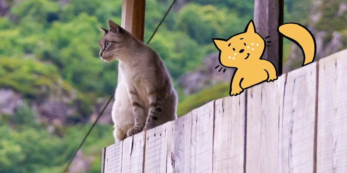 High Rise Syndrome in Cats: Understanding, Preventing, and Treating ...