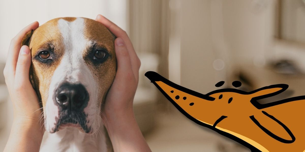 Why Are Dogs Scared of Thunder? — Vital Pet Life