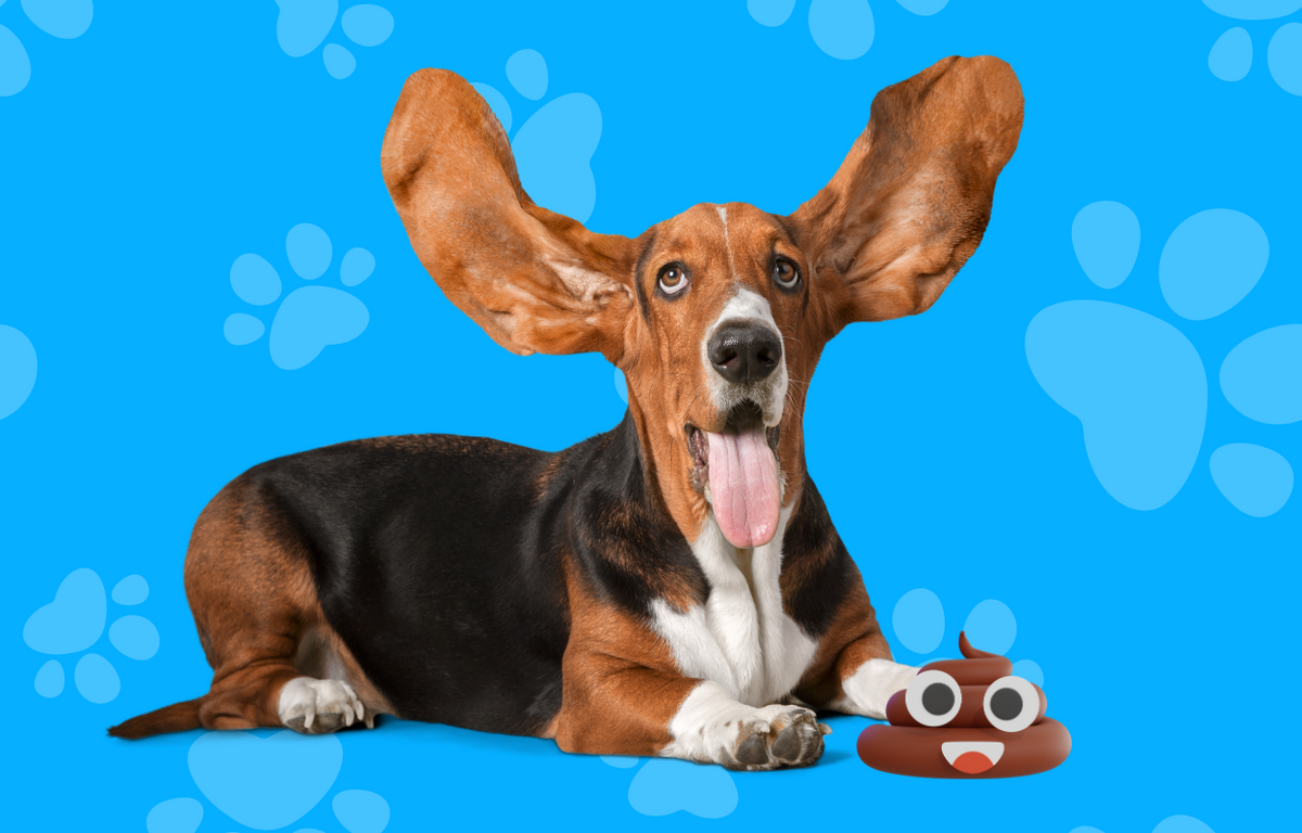 Why Do Dogs Eat Poop? — Vital Pet Life