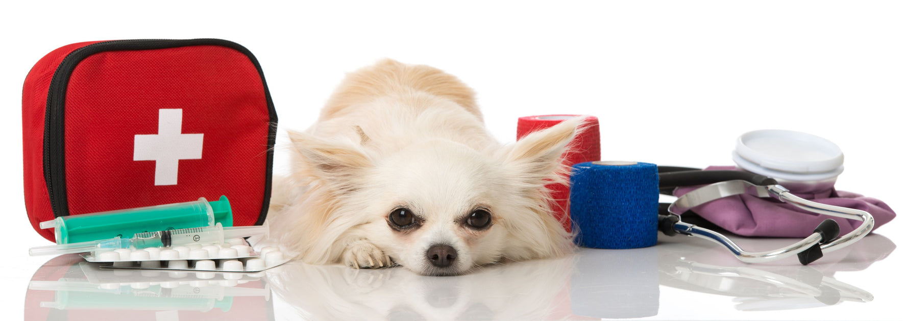 National Pet First Aid Awareness Month - Vital Pet Life