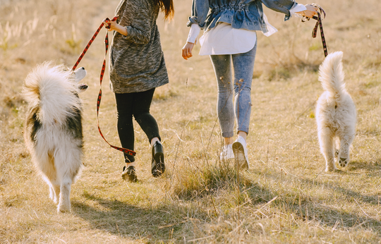 National Dog Walker Appreciation Day — Vital Pet Life