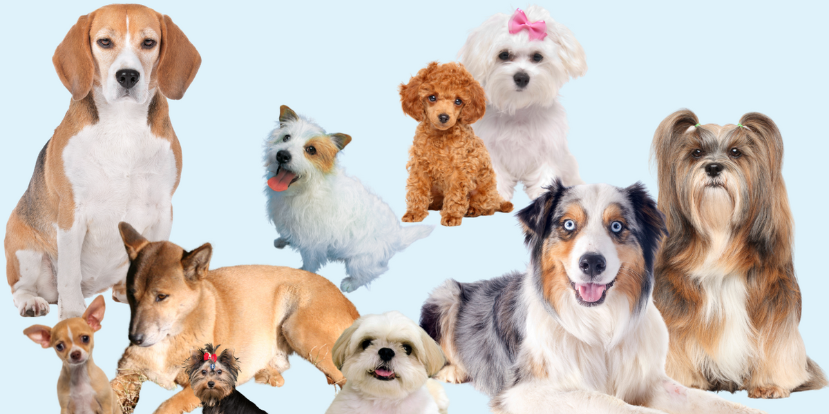 Dog Breeds That Live the Longest - Vital Pet Life