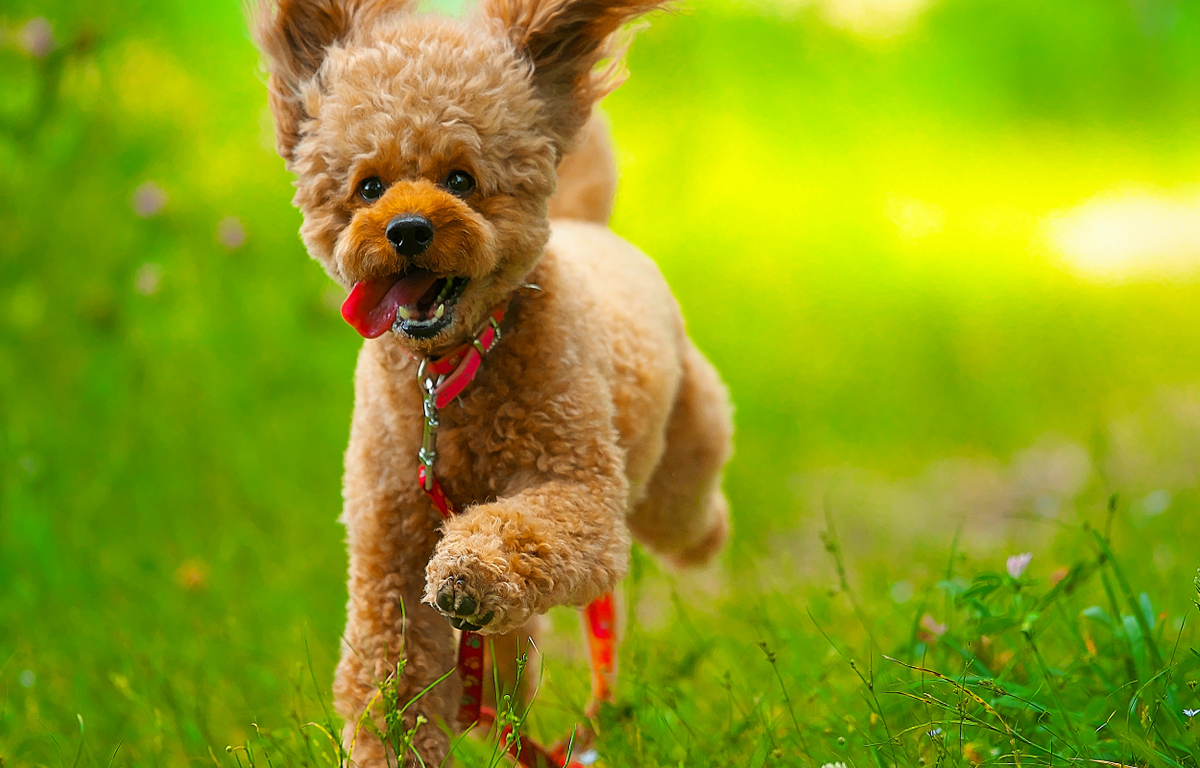 Celebrate Wellness and Health for Your Pets — Vital Pet Life