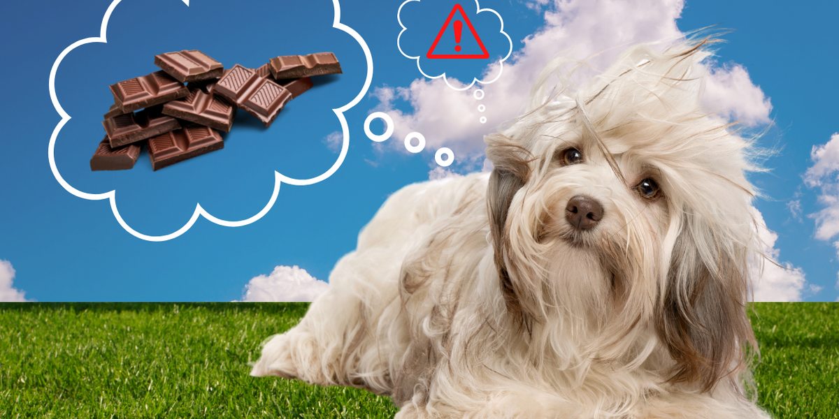 Why is Chocolate Bad for Dogs? — Vital Pet Life