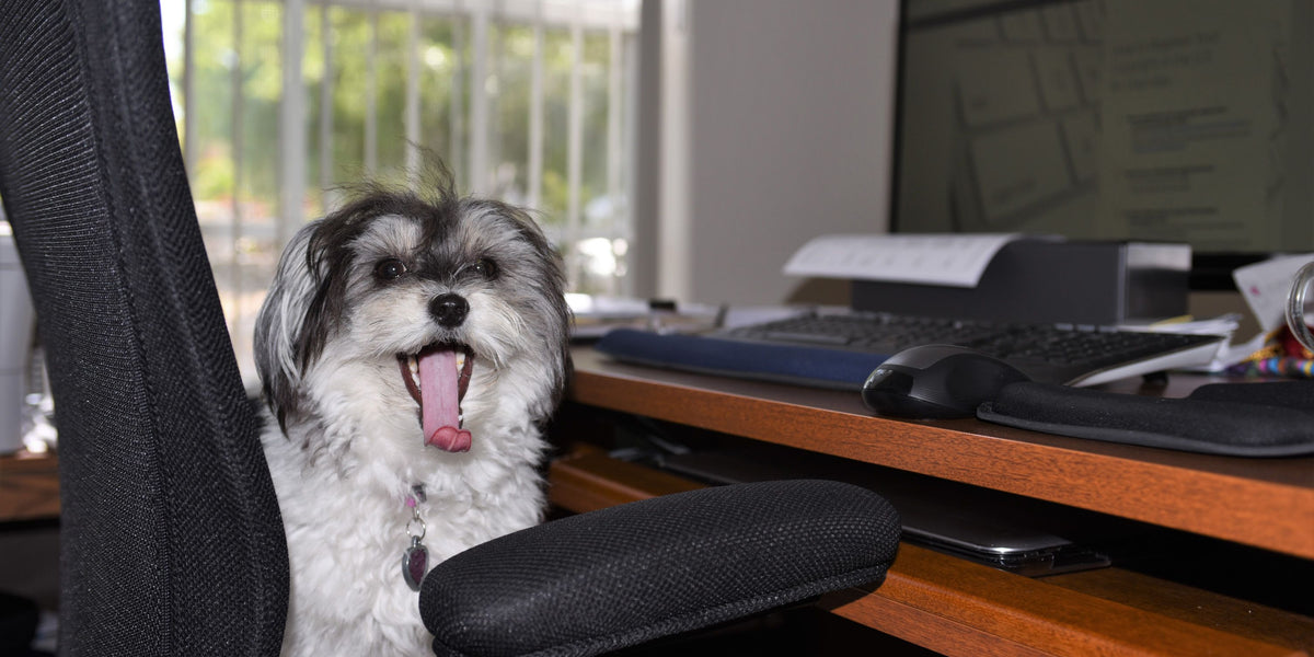 Do's and Don'ts of Bringing Your Dog to Work - Vital Pet Life