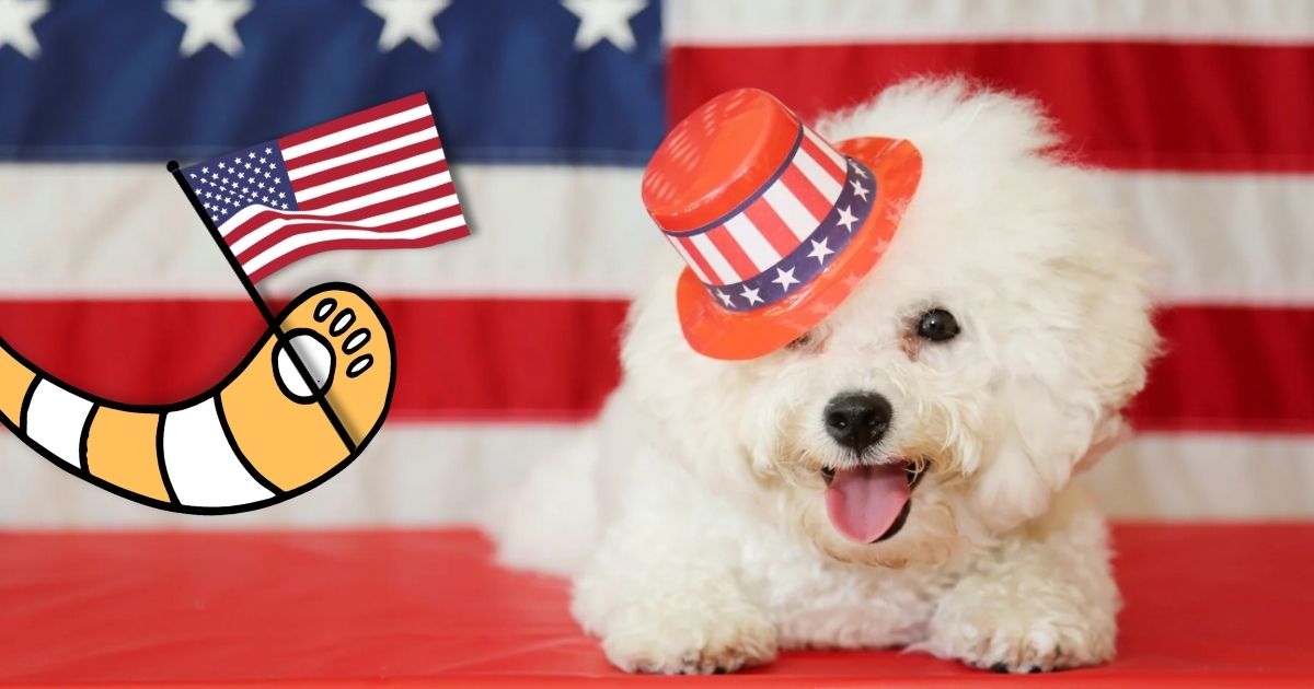 Celebrating 4th of July with Your Pets — Vital Pet Life