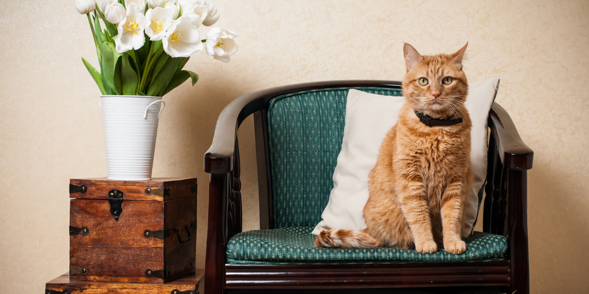 Ways to Help Your Cat Get Used to Their New Home — Vital Pet Life