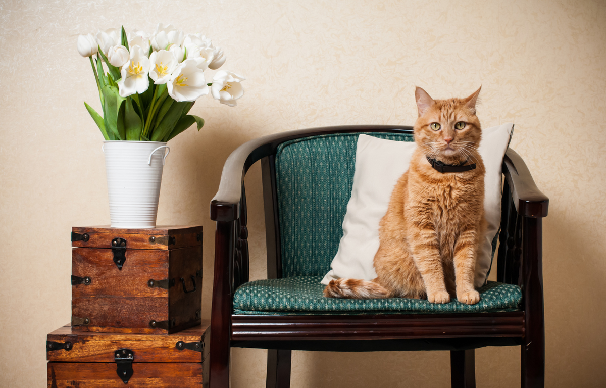 Ways to Help Your Cat Get Used to Their New Home — Vital Pet Life