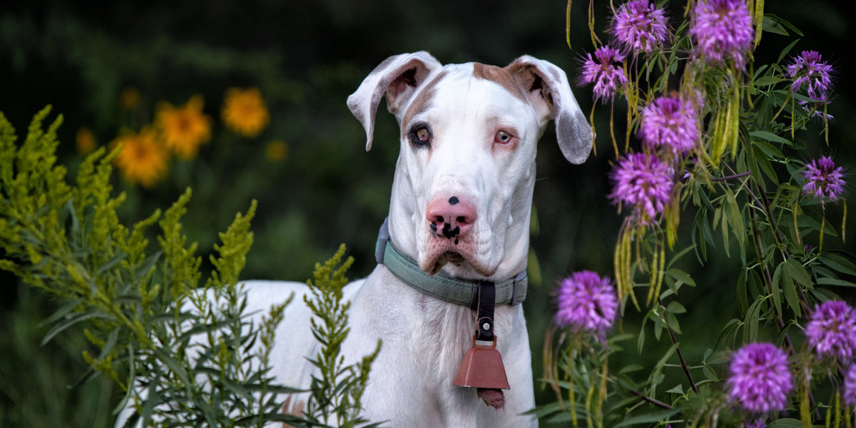 How to Care and Train Your Deaf Dog - Vital Pet Life