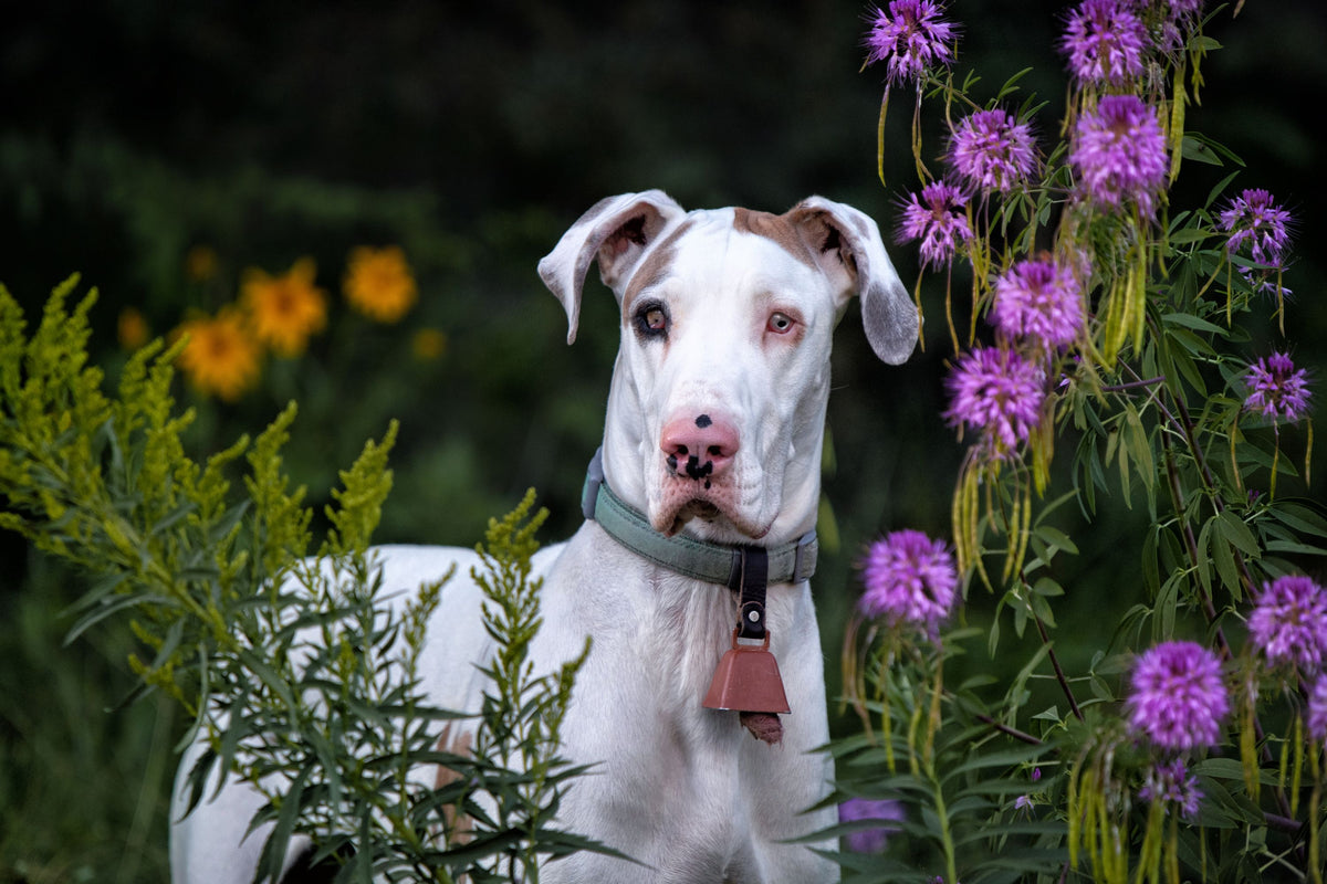 How to Care and Train Your Deaf Dog - Vital Pet Life