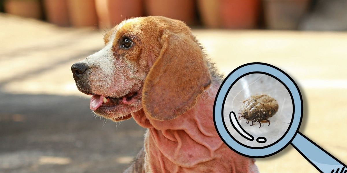 Dog Mange: Causes, Symptoms, and Successful Treatment — Vital Pet Life