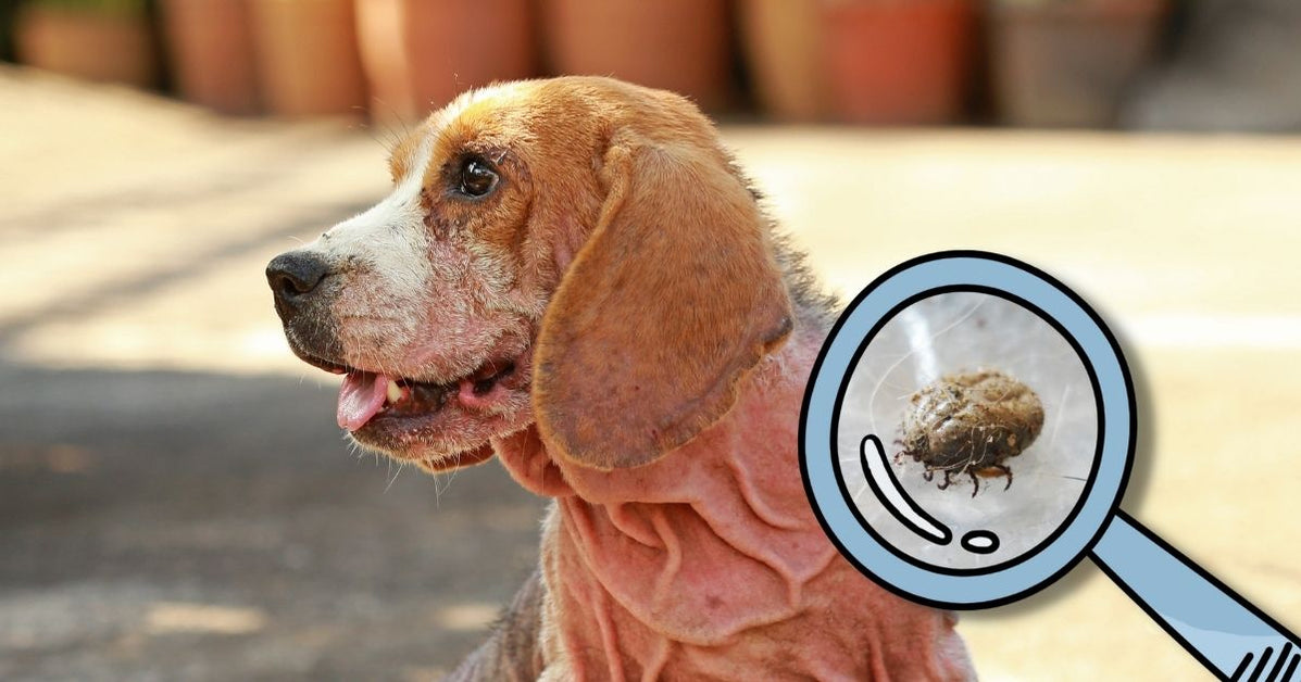 Dog Mange: Causes, Symptoms, and Successful Treatment — Vital Pet Life