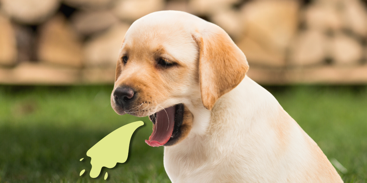 Dog Vomiting: Causes, Symptoms, and Treatment Guide — Vital Pet Life