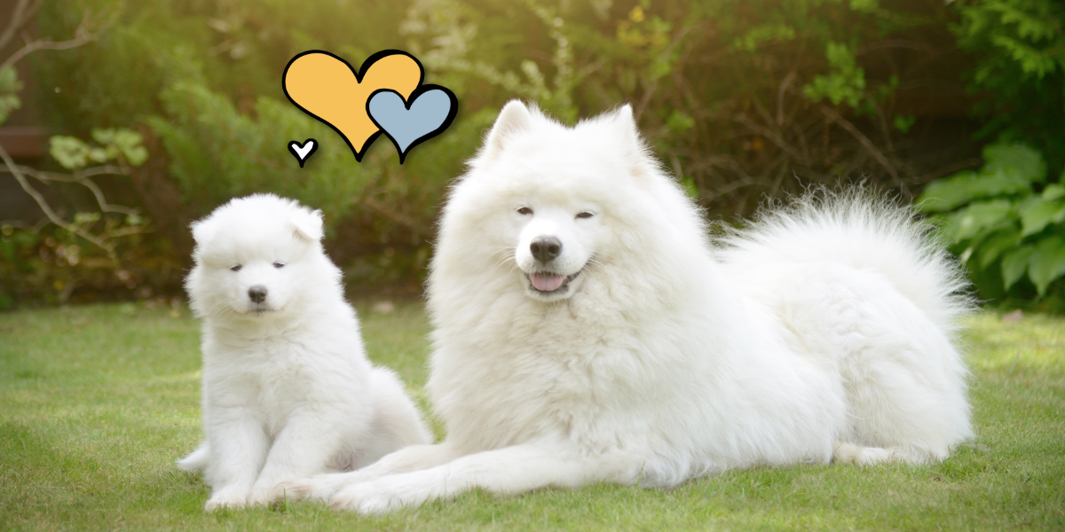 Dogs vs. Puppies: Key Differences and Best Care Practices — Vital Pet Life