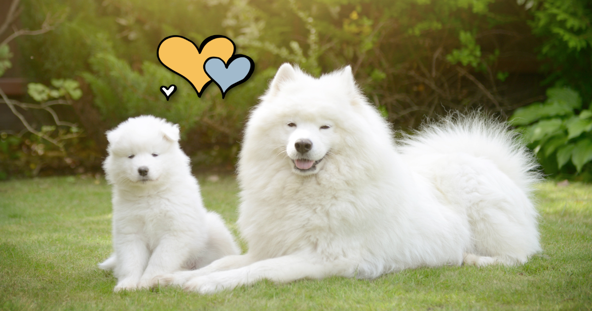 Dogs vs. Puppies: Key Differences and Best Care Practices — Vital Pet Life