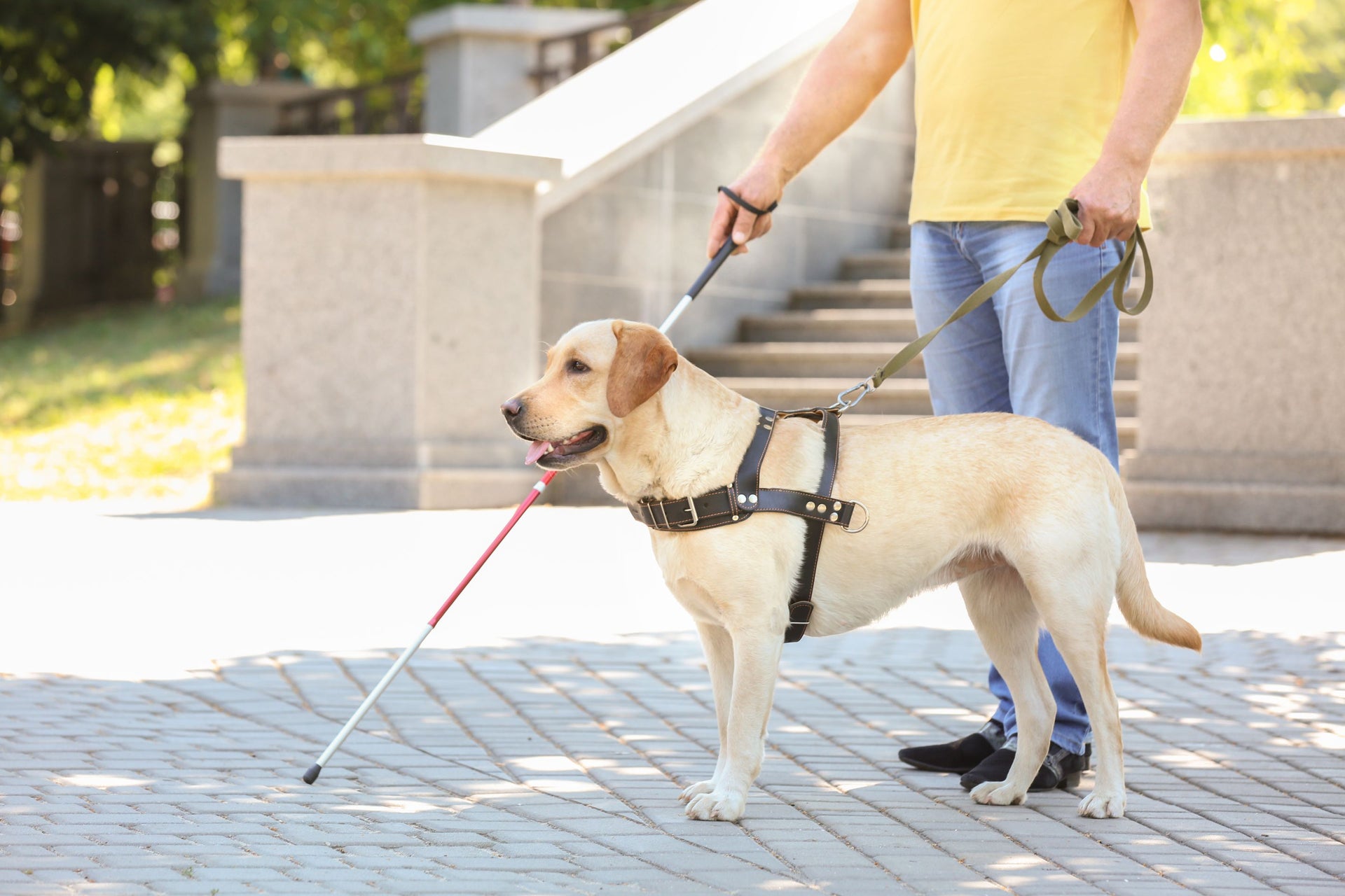 Seeing Eye Dogs