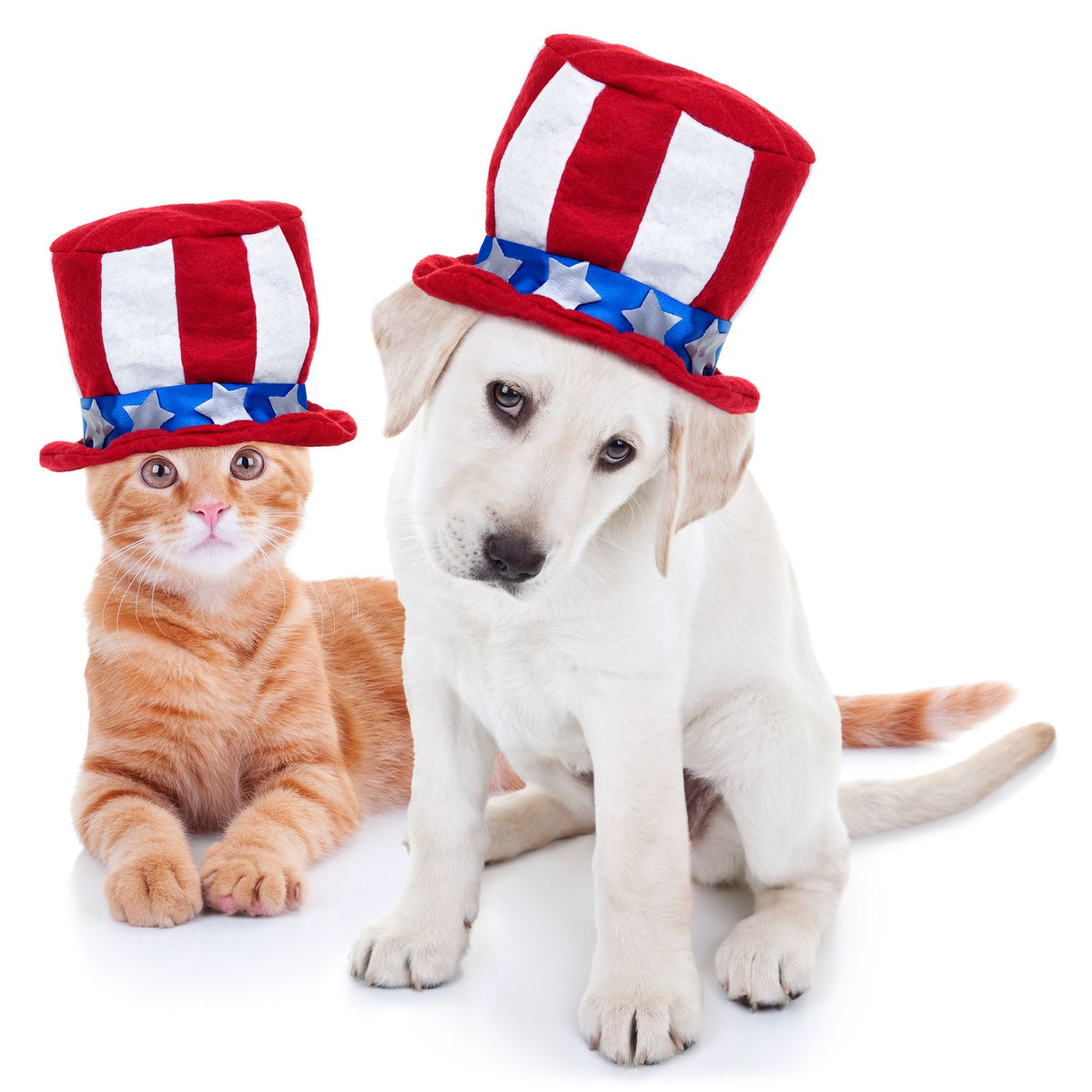 Celebrating President's Day with President Biden’s Pets — Vital Pet Life