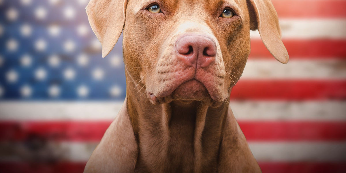 Ways to Celebrate Veterans Day - Vital Pet Life
