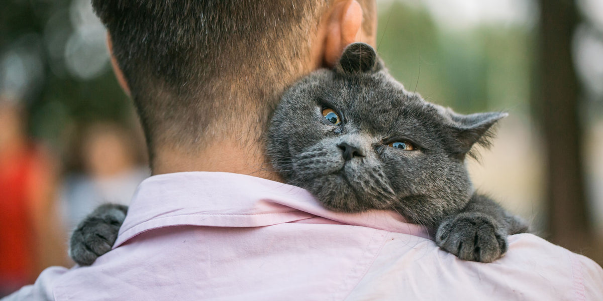 Celebrate Hug Your Cat Day with These 5 Ways — Vital Pet Life