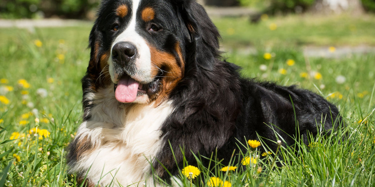 What is National Dog Day? - Vital Pet Life