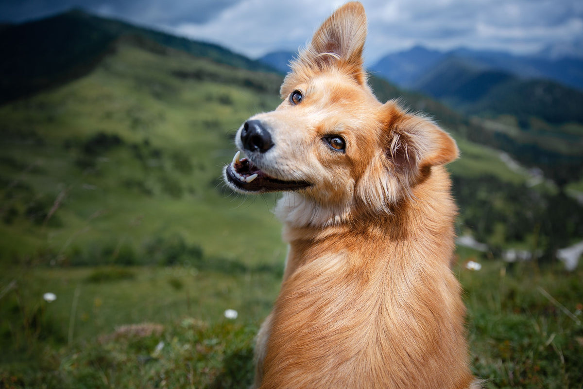 National Mutt Day - Vital Pet Life