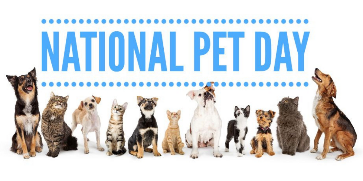 Why We Celebrate National Pet Day — Vital Pet Life