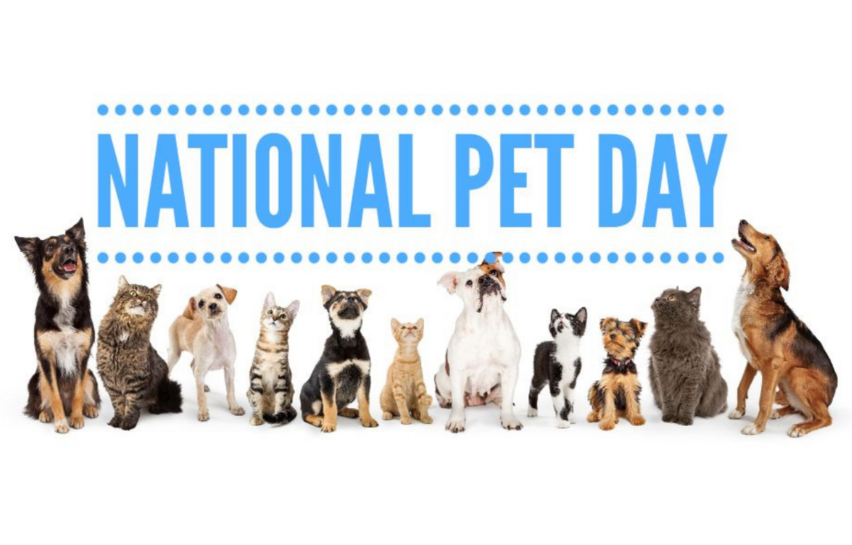 Why We Celebrate National Pet Day — Vital Pet Life