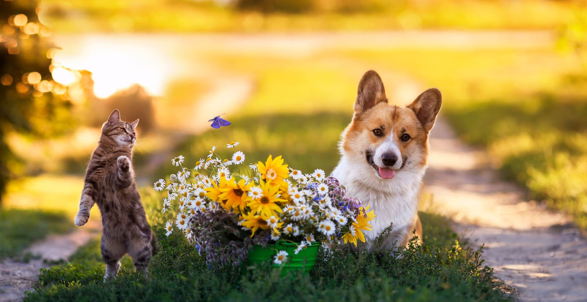 National Pet Month: Fun Facts and How to Celebrate — Vital Pet Life