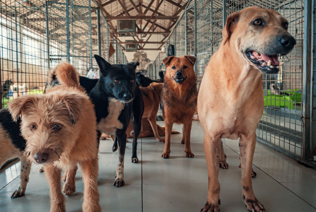 Do You Rescue Dogs or Do They Rescue You? — Vital Pet Life