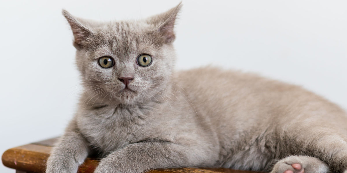Tips to Show Your Cat Respect — Vital Pet Life