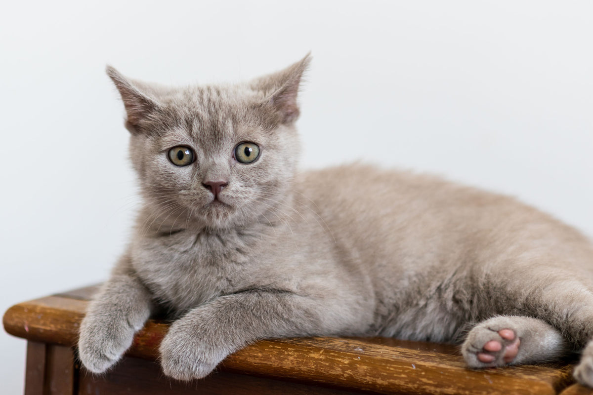 Tips to Show Your Cat Respect — Vital Pet Life