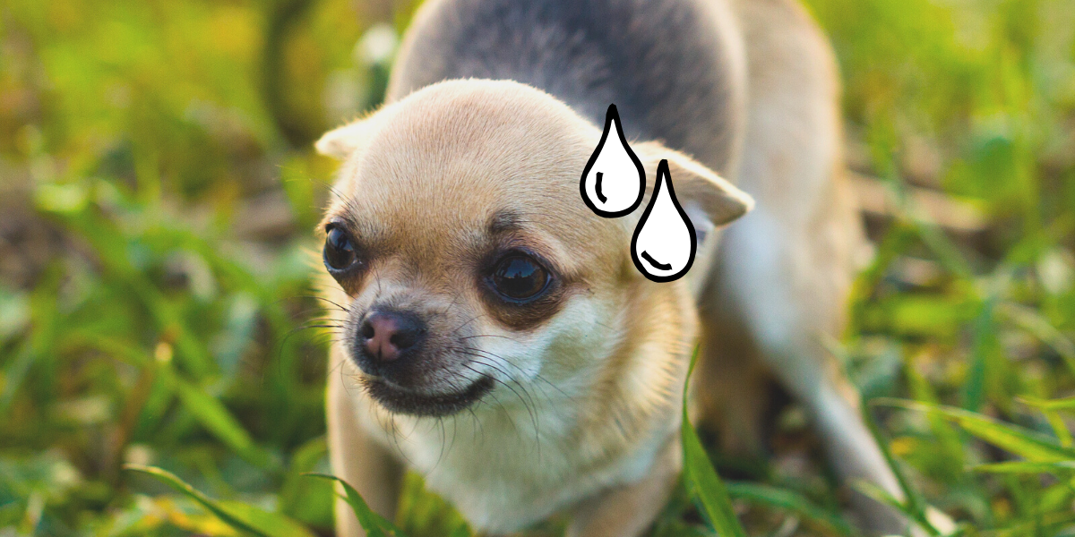 Signs of Stress in Your Dog — Vital Pet Life