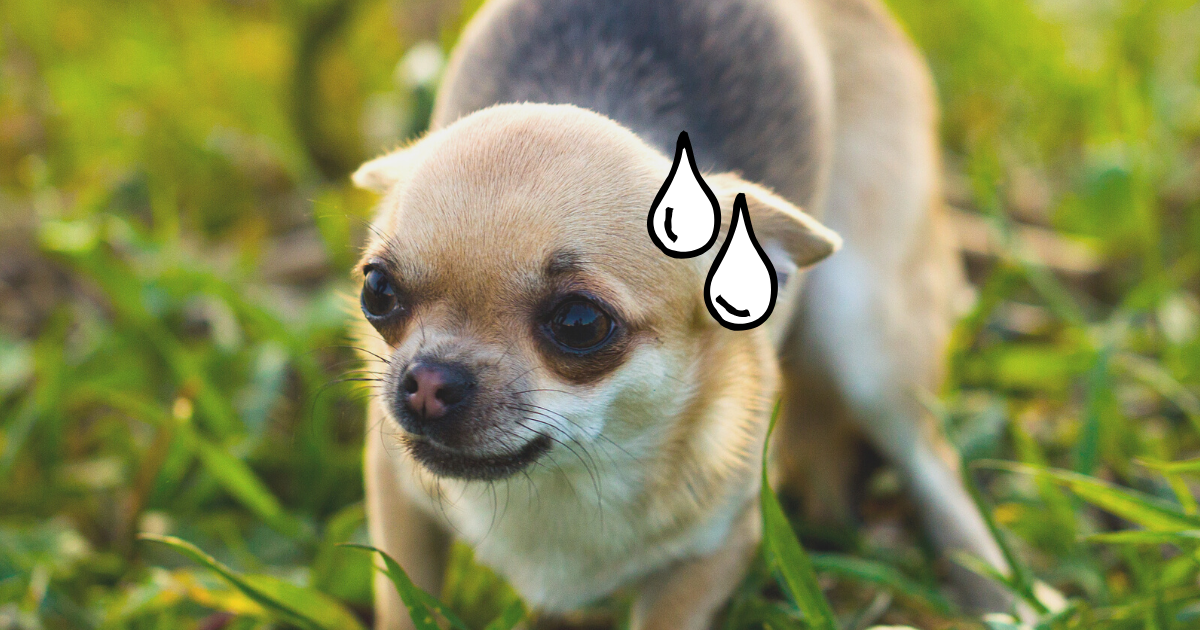 Signs of Stress in Your Dog — Vital Pet Life