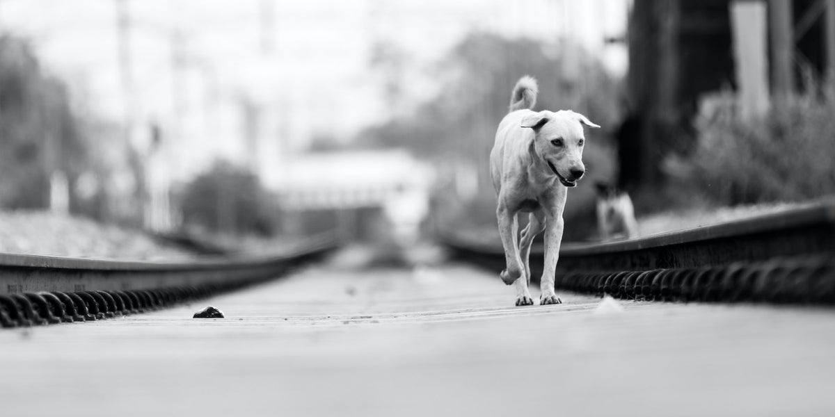 World Stray Animals Day: How to Help Stray Animals? — Vital Pet Life
