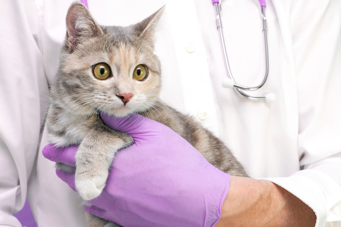 A Healthy Cat is a Happy Cat — Vital Pet Life