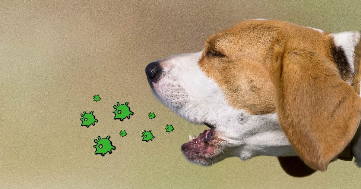 Understanding Dog Coughing: Causes, Symptoms, and Prevention — Vital ...