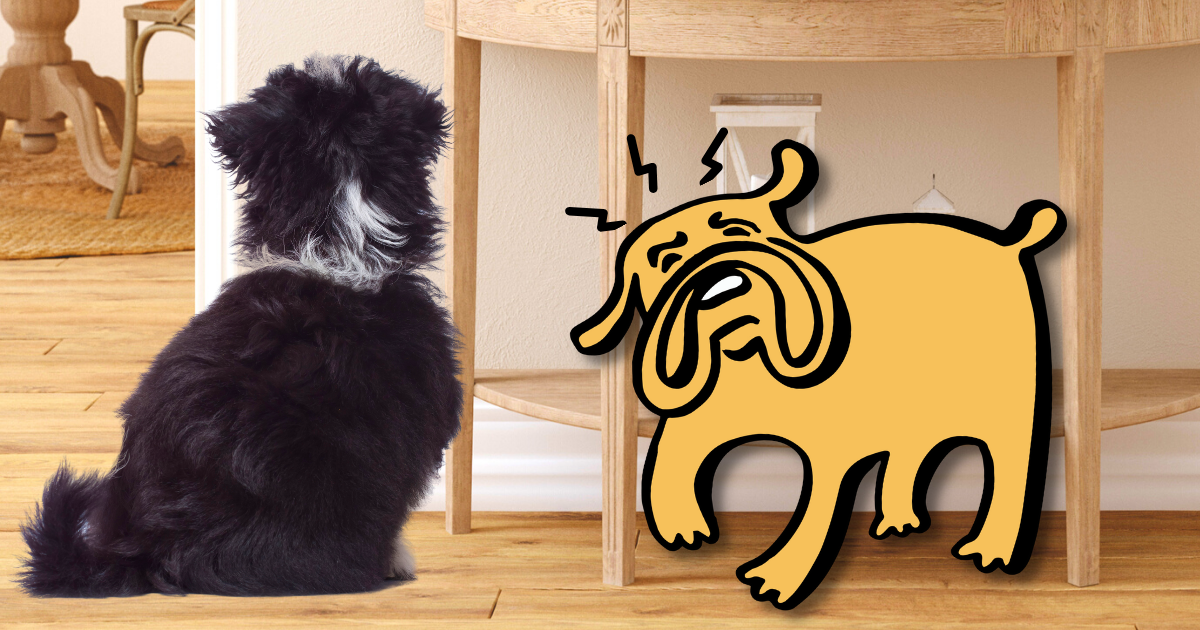 why do dogs head press