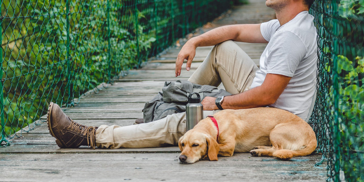 Service Animals for Veterans — Vital Pet Life