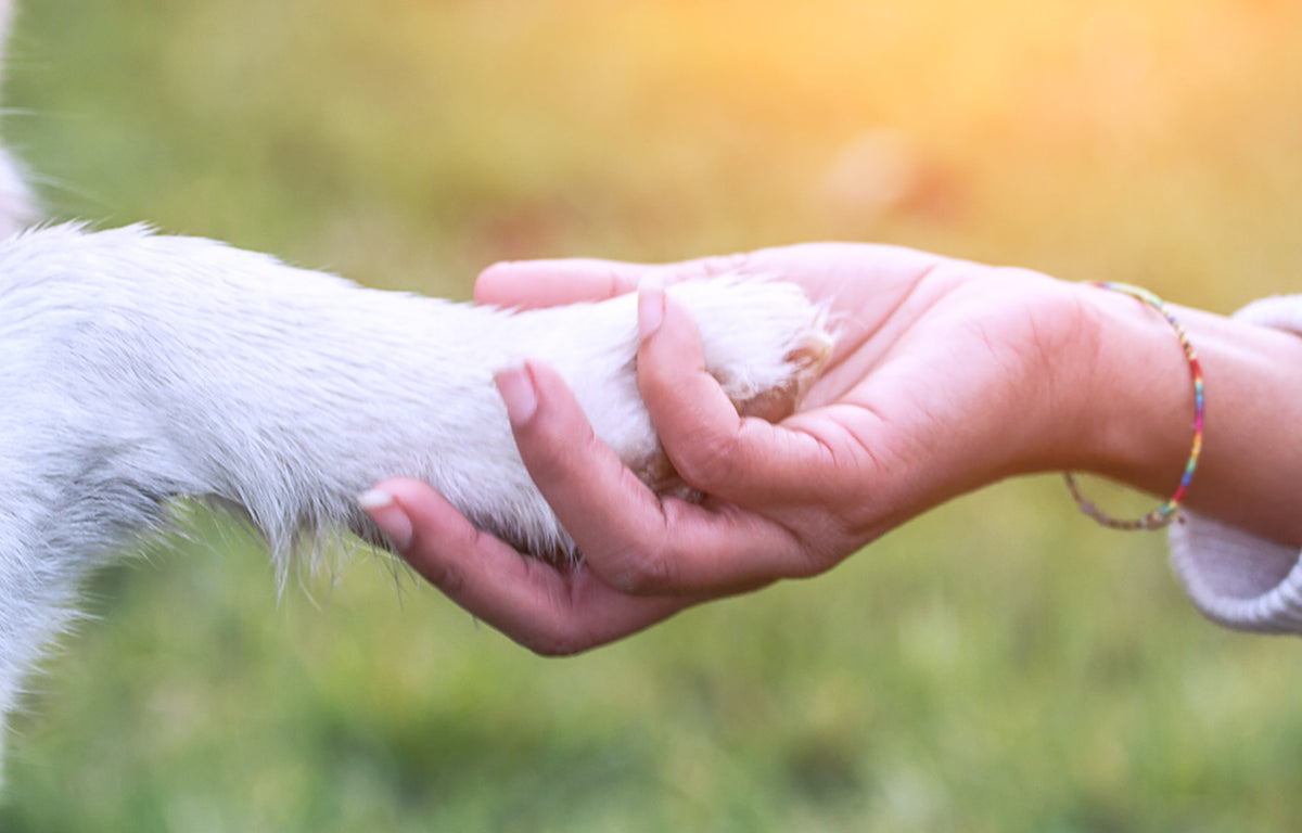Giving Back | Vital Pet Life Blog