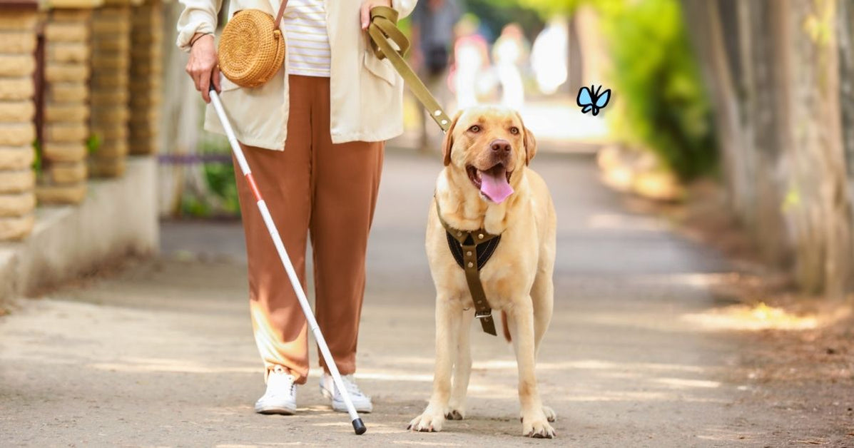 Seeing-Eye Guide Dog Anniversary — Vital Pet Life