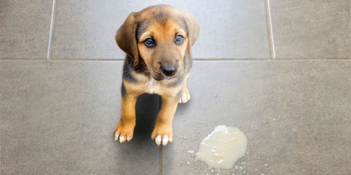 Dog Vomit Colors: What They Mean and When to Worry — Vital Pet Life