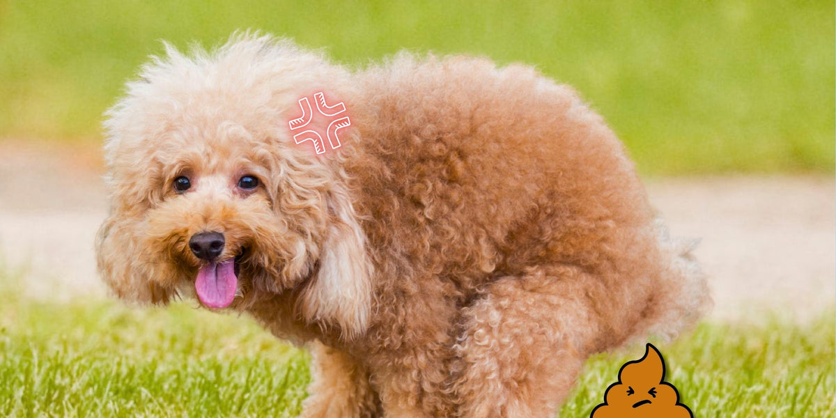 Understanding and Addressing Dog Diarrhea: A Comprehensive Guide ...