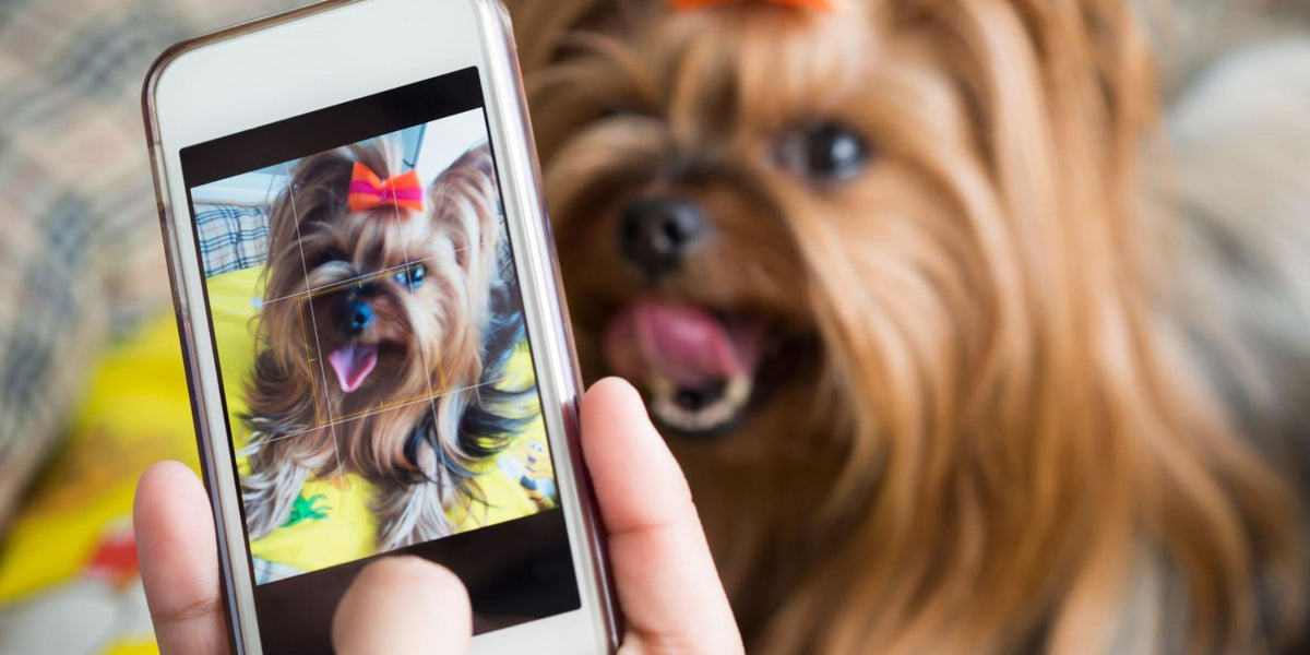 Tips for Capturing the Perfect Photo of Your Dog — Vital Pet Life
