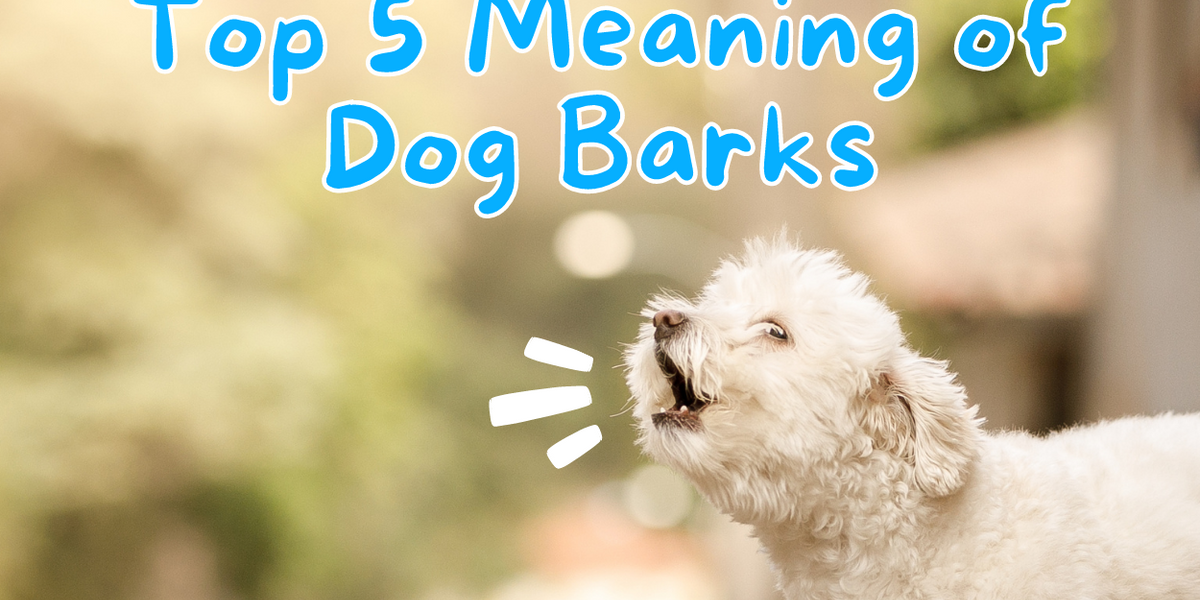 Top 5 Meaning Of Dog Barks — Vital Pet Life