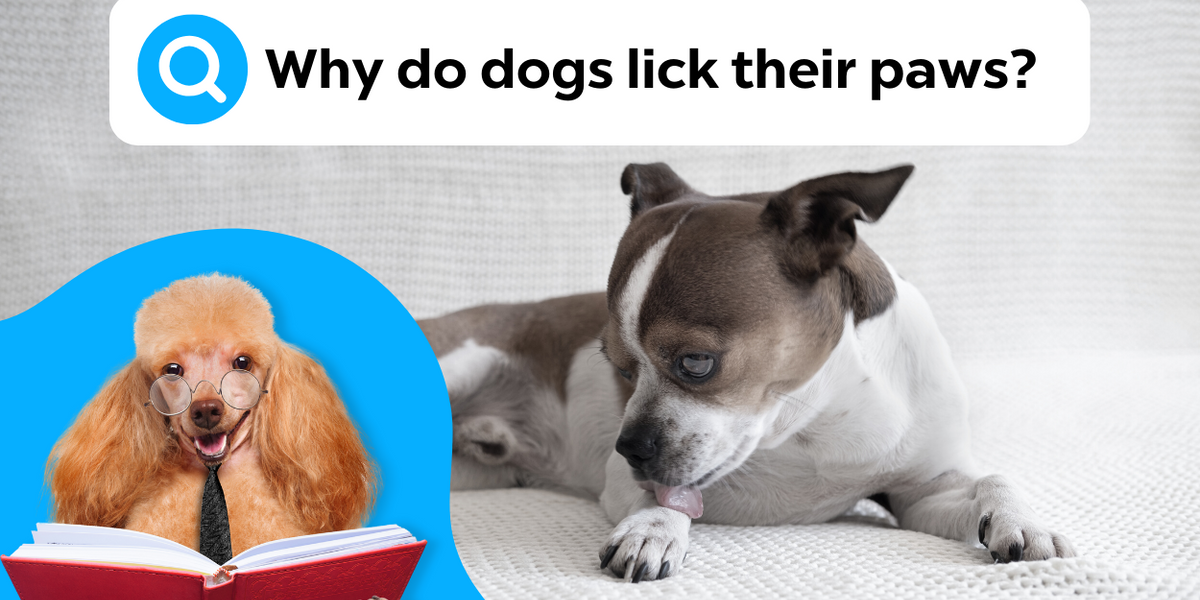 Why Do Dogs Lick Their Paws? - Vital Pet Life