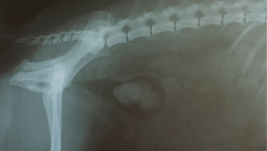 5 Types of Bladder Stones in Dogs - Vital Pet Life