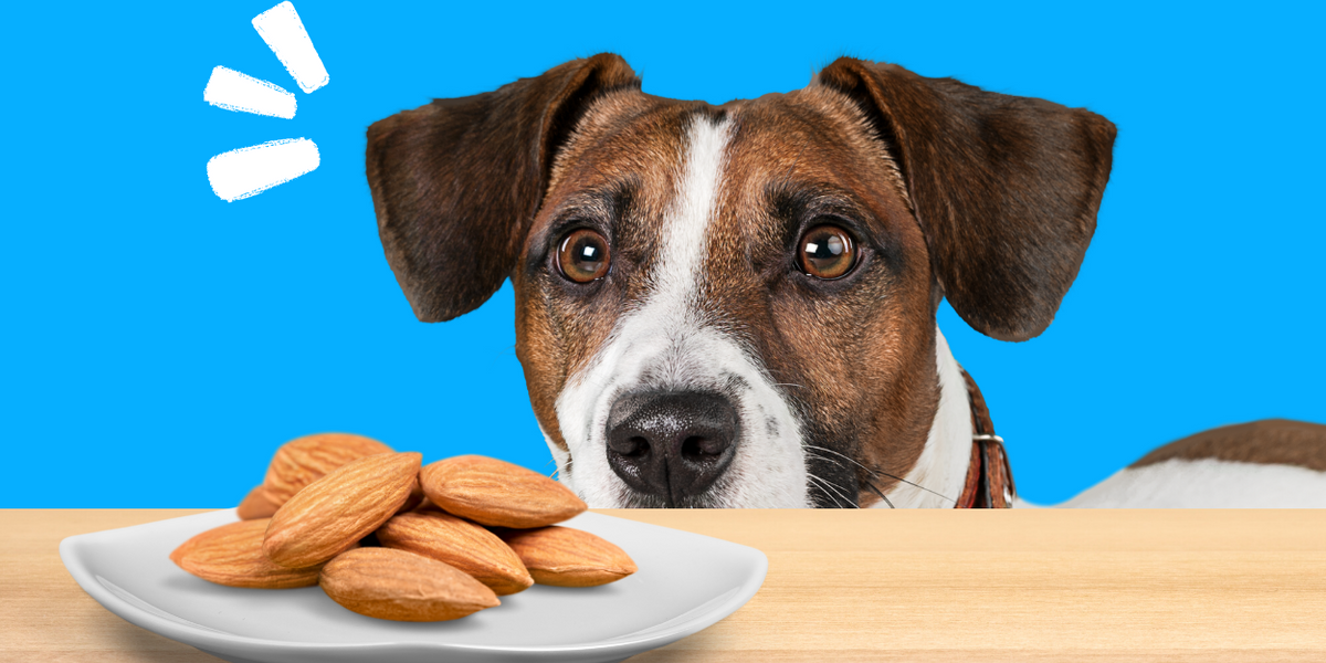 The Nut Cracker: Can Dogs Eat Almonds? — Vital Pet Life